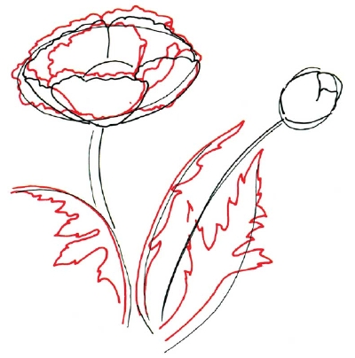Cartoon Pictures: How to Draw a Poppy in 5 Steps