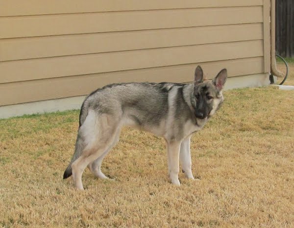 Kyrie the ISSA Shiloh Shepherd: The Sparta Girls!