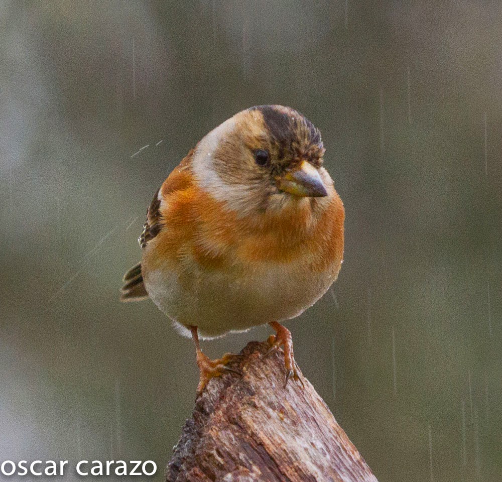 AVESANTURTZI: BUENOS PAJAROS: ZORIONAK