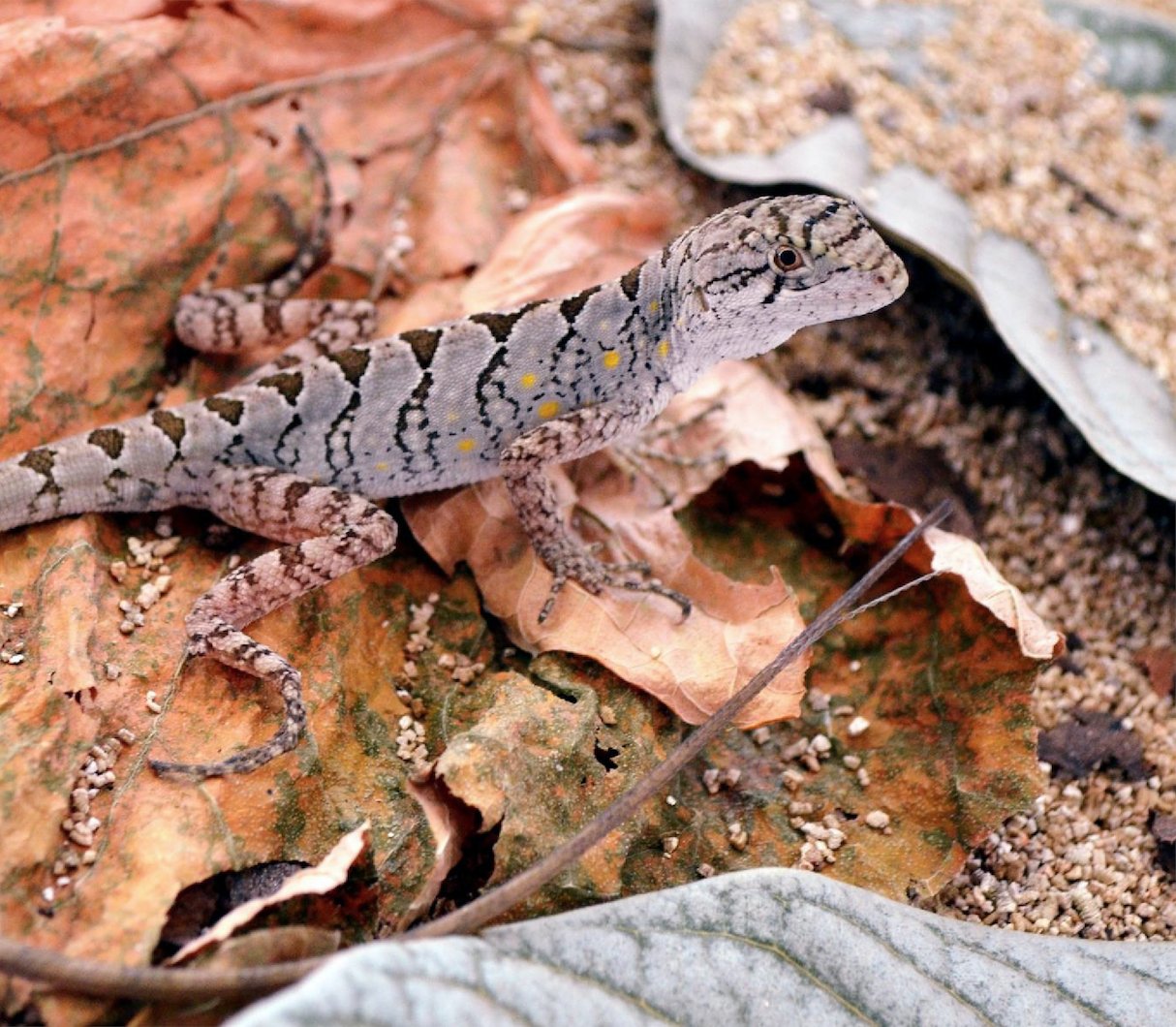 Species New to Science: [Herpetology • 2018] Enyalius capetinga • A New ...