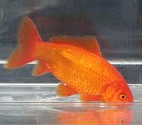 Slim-bodied Goldfish