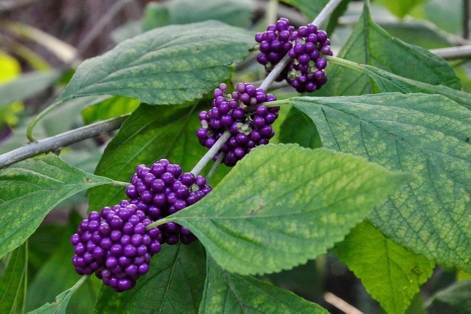 Bay Friendly Landscaping A Passion For Purple bay-friendly-landscaping-a-passion-for-purple