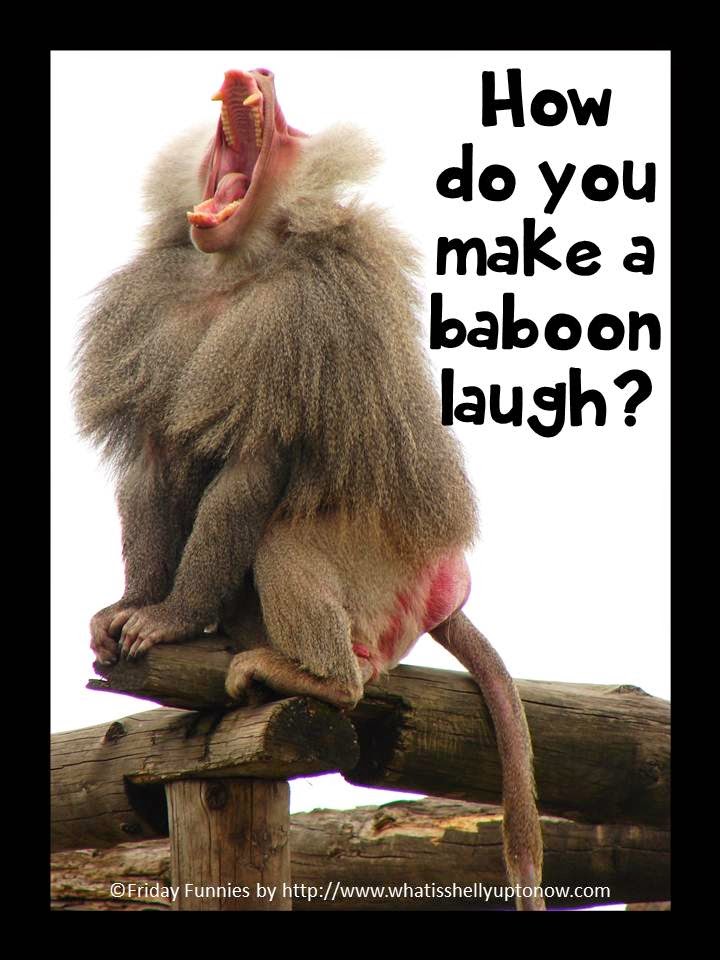 What is Shelly up to now?: Friday Funnies - Laughing Baboon