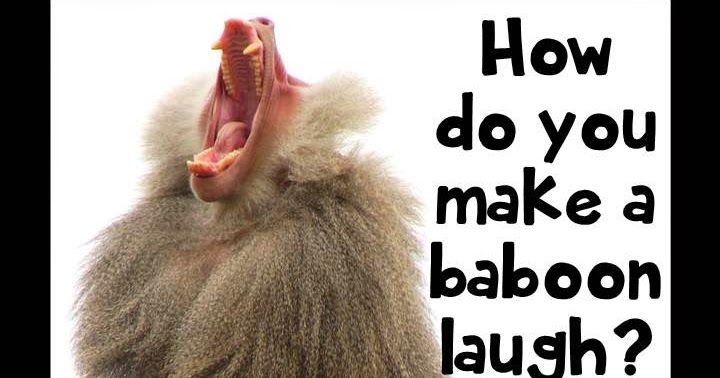 What is Shelly up to now?: Friday Funnies - Laughing Baboon