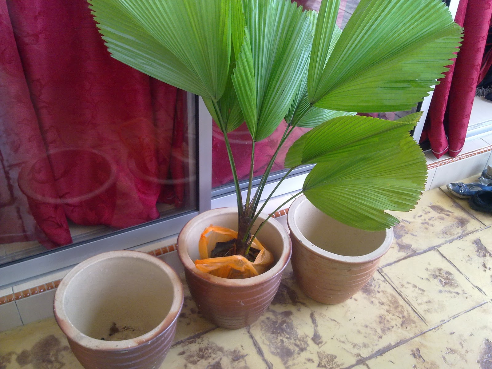 * S.H.A 's Story *: Tanaman hiasan - PART 1