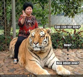 CUTE PICTURES: Funny Tigers pictures