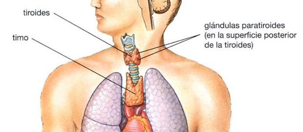 biologia: el funcionamiento del timo