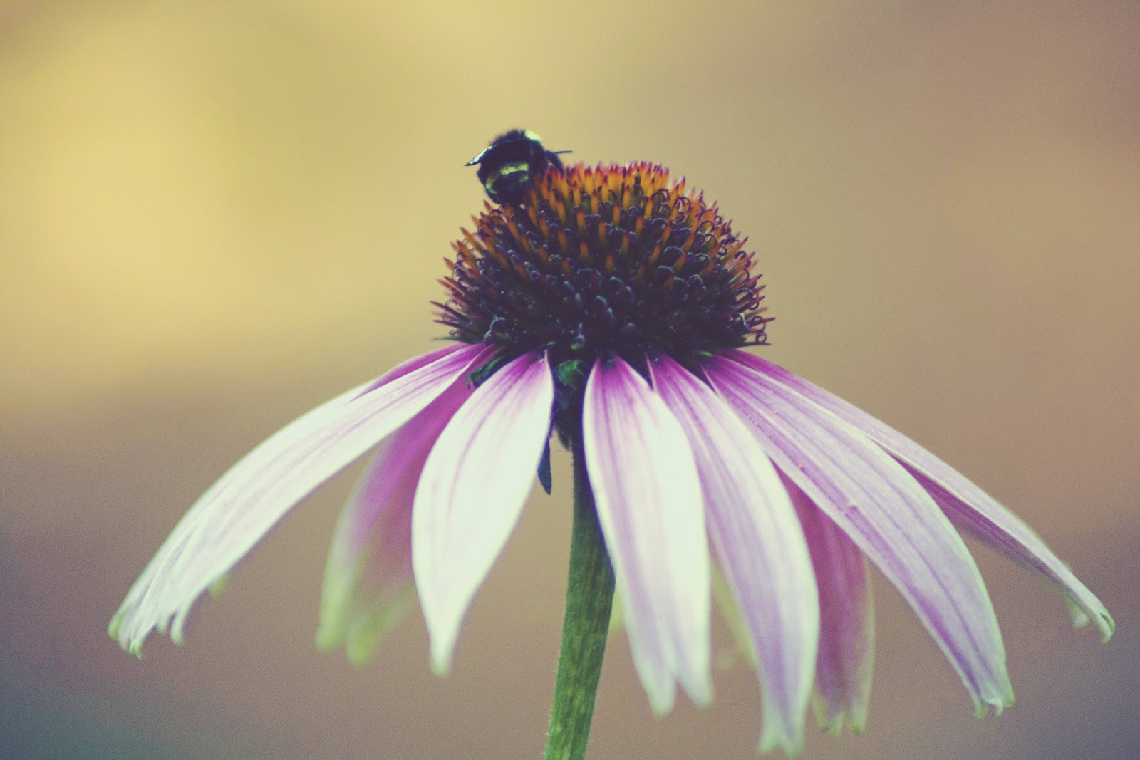 Free Color Enhance Photoshop Action | ibjennyjenny Free Resources