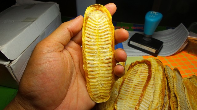 BLOG UTAMA Y.M PADUKA AYAHANDA PAY 8: IKAN TEMPEL (KUANTITI TERSEDIA: 70)