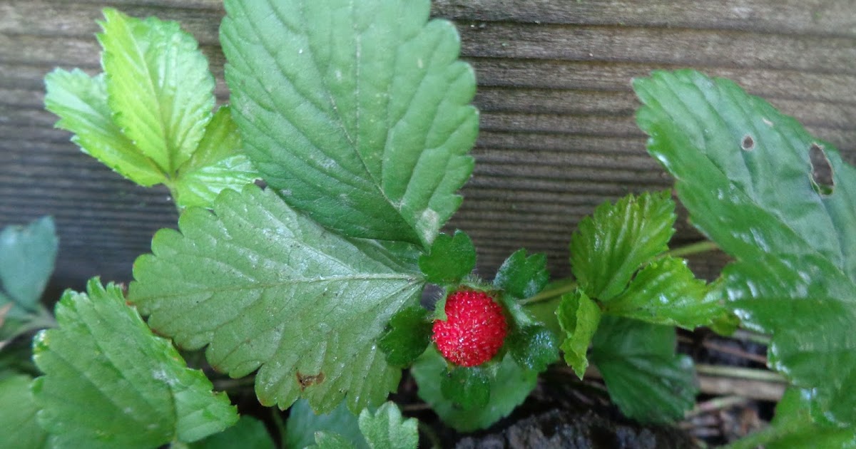 The Perennial Agriculturalist: stolons