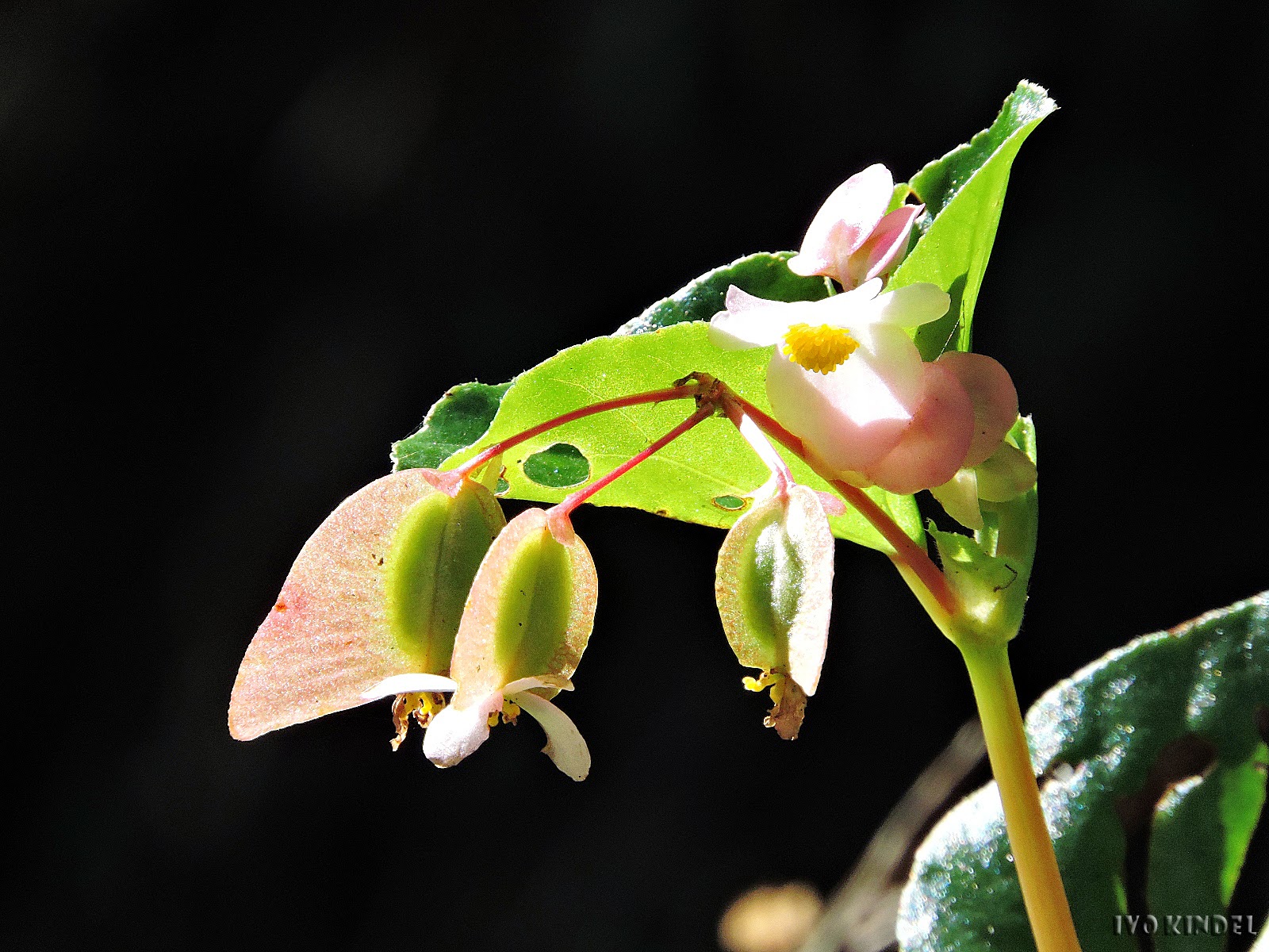 BUTZKE AGRÍCOLA E FLORESTAL - TAIÓ/SC: Begonia cucullata (Azedinha-do ...