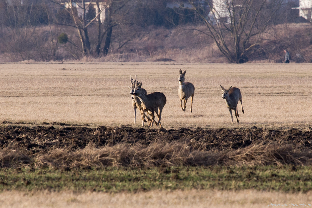 Obserwator Toruński: Dzikie sarny (1777)