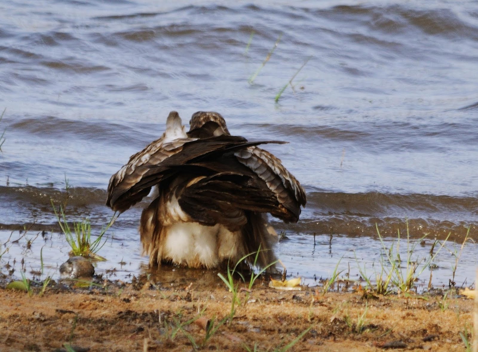 Zunka Bhakri......: On trail of Tiger @ Tadoba-Kolsa