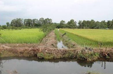 Rawa: Karakteristik, Contoh, Jenis, Manfaat dan Klasifikasinya