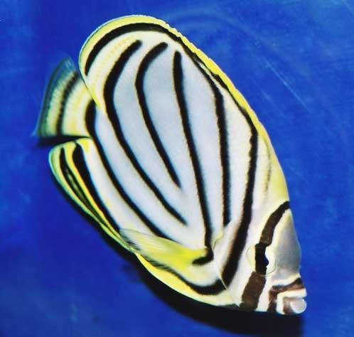 D' Ocean Aquarium: Ikan Kepe kepe (Butterfly Fish)