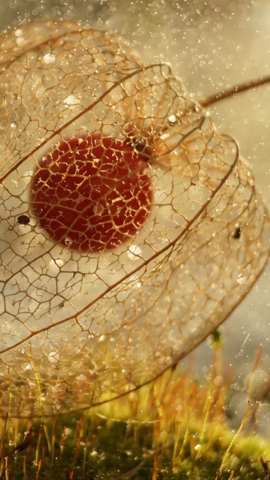 Fondo android pack 82