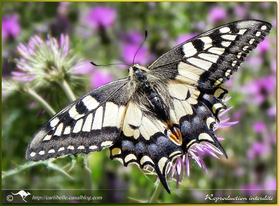 WILDLIFE GATEWAY: Le Machaon dans tous ses états