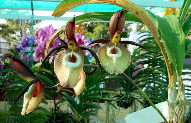 Festival Bunga Floria Putrajaya 2013 (catitan 1) - Relaks Minda