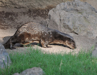 ZOOTOGRAFIANDO (6.100 ANIMALS): NUTRIA DE CUELLO MOTEADO / SPOTTED ...
