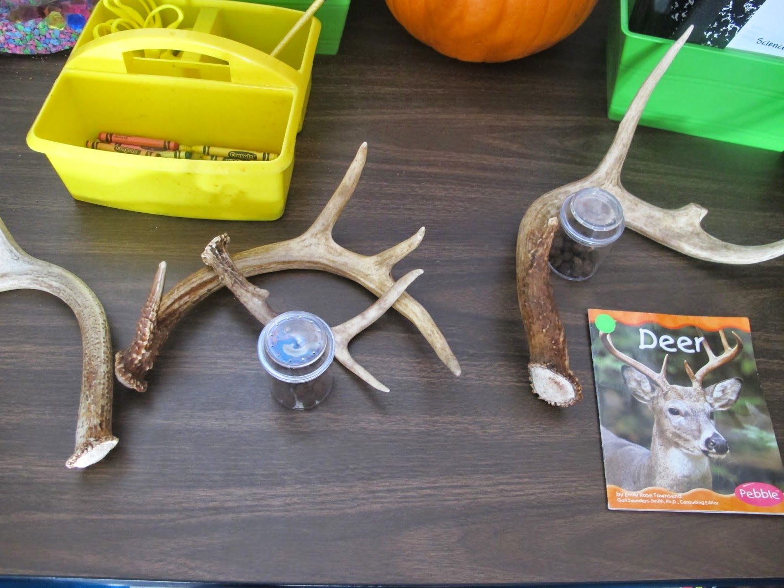 Kindergarten is Sweet: Science and Writing: Deer