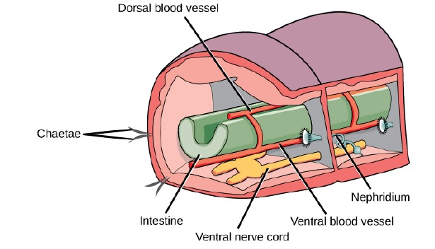 KLASIFIKASI INVERTEBRATA - Biology Page