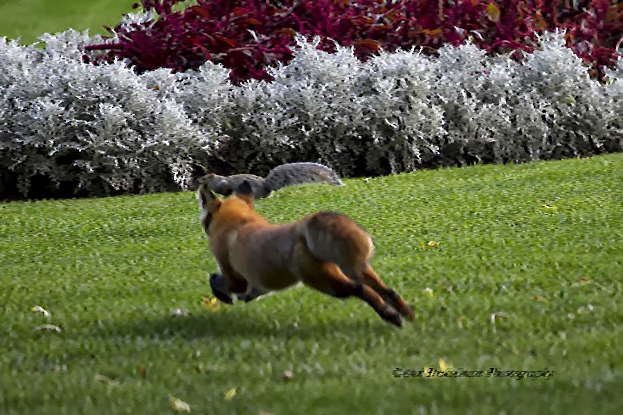 Ann Brokelman Photography: Fox chasing supper a squirrel Oct 2013