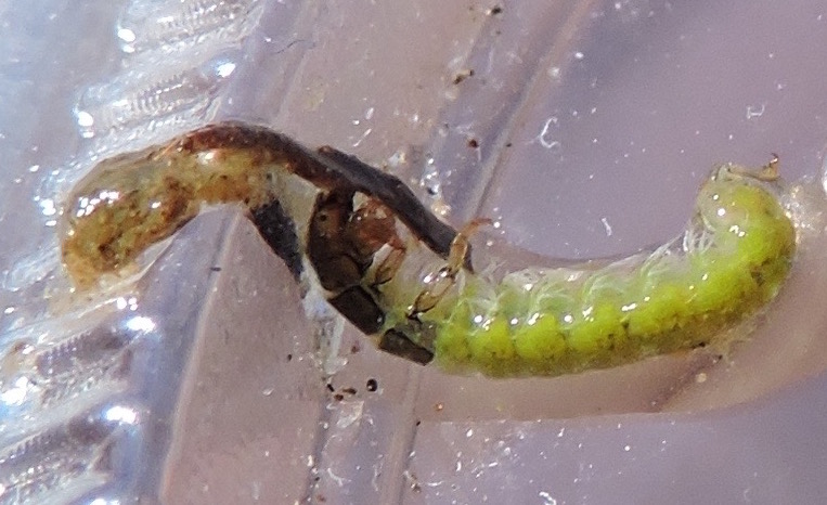 Springfield Plateau: Caddisfly Larvae
