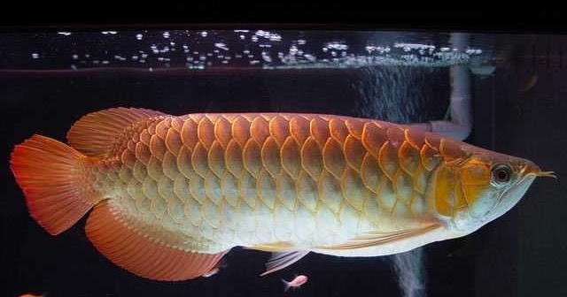 Gambar Ikan Arwana Golden Red yang Cantik Harga Murah Terbaru 2020 ...