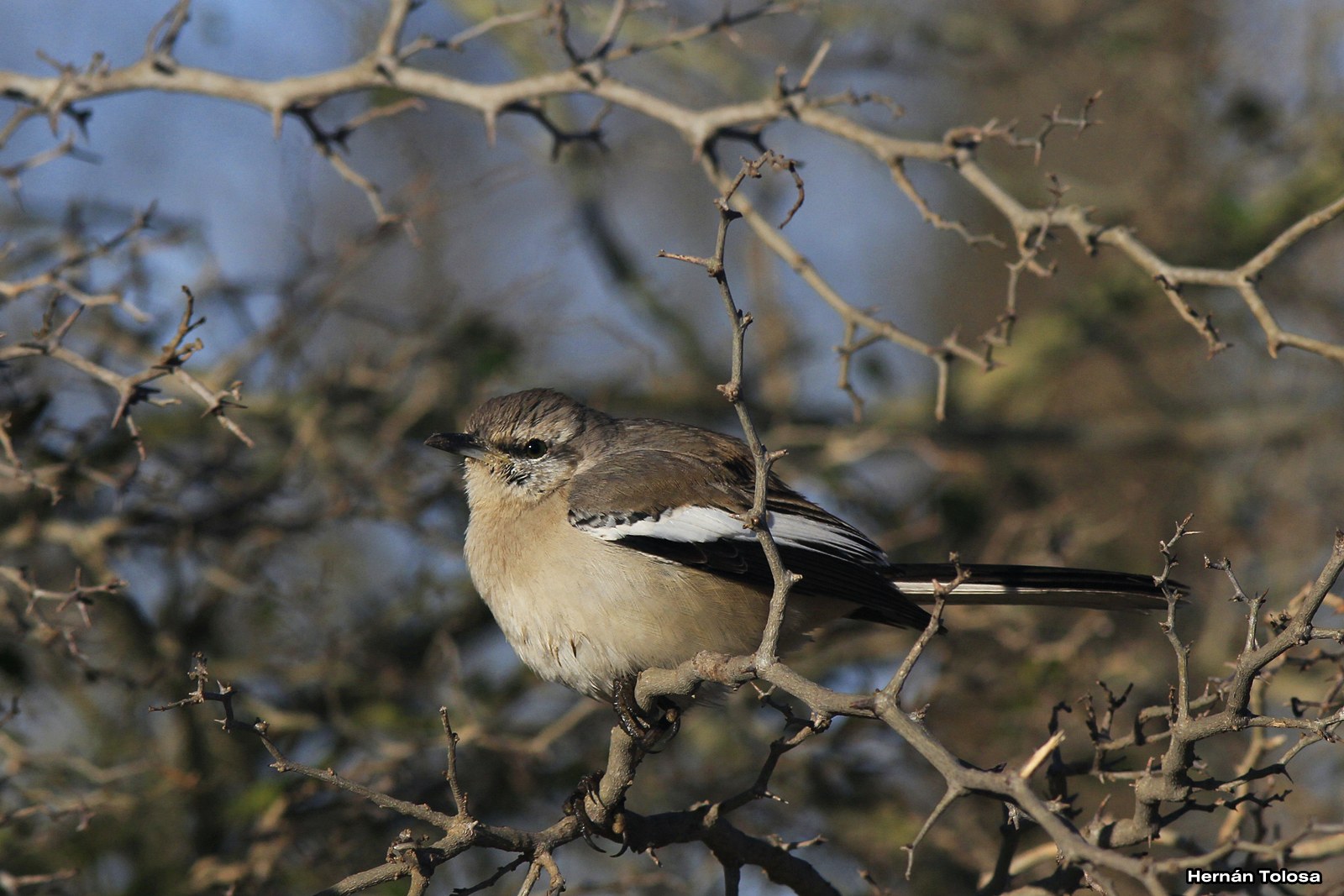 Aves de Argentina: Mi calandria favorita