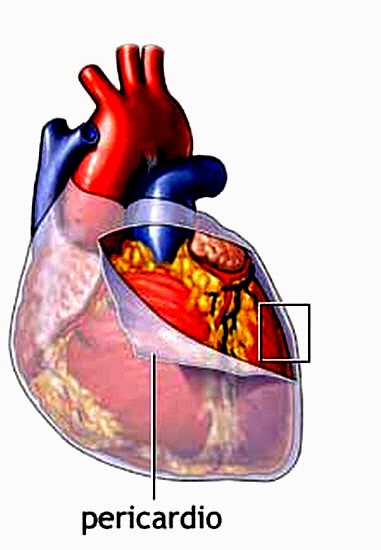 Escuela de Educación Secundaria N° 177: El Cuerpo Humano