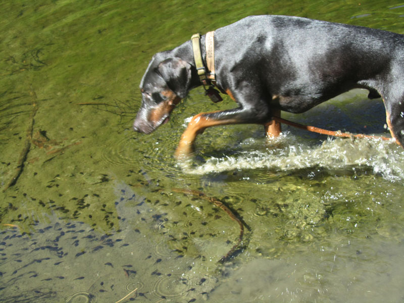 The Quilting Doberman: Johnson Ridge, Sunrise Mt, Scorpion Mt, Joan ...