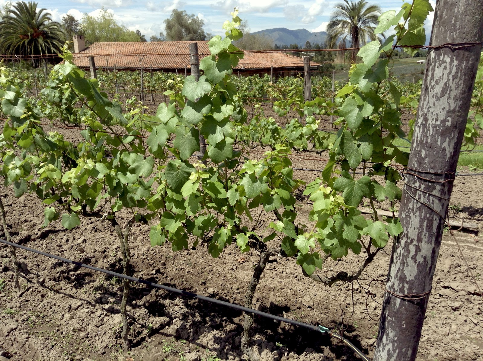 Roger's Grapevine: A visit to an Ecuadorian Winery!