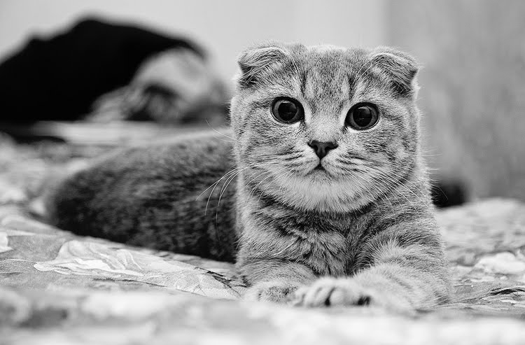 Wiki World: Small Eared Cat