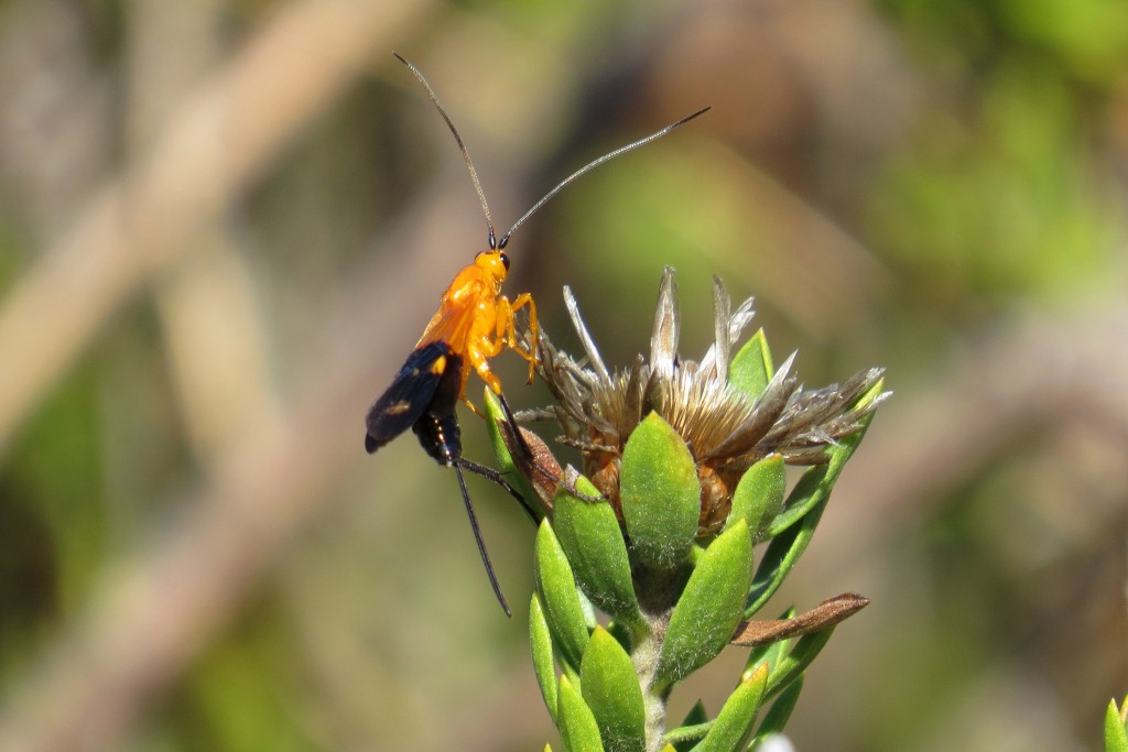 Crowned Eagle Research in KwaZulu-Natal: Fynbos Flora