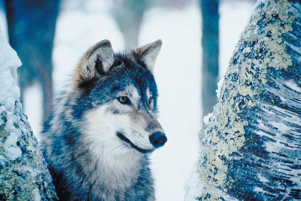 White Wolf : Two Russian biologists work to rehabilitate wolves and ...