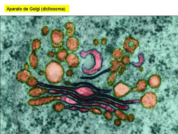 A Biologia da Célula: Complexo Golgiense