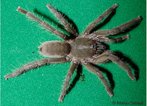 Indian Biodiversity Talks: Three new spider species identified from ...