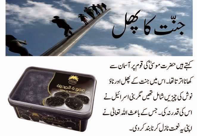 Ajwa Khajoor | Ajwa Dates Plant in Pakistan: Ajwa Khajoor Plant