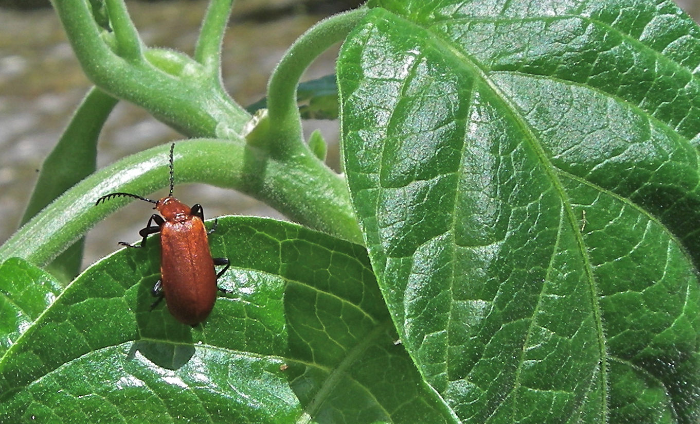 3Dvert: Animaux et insectes du jardin