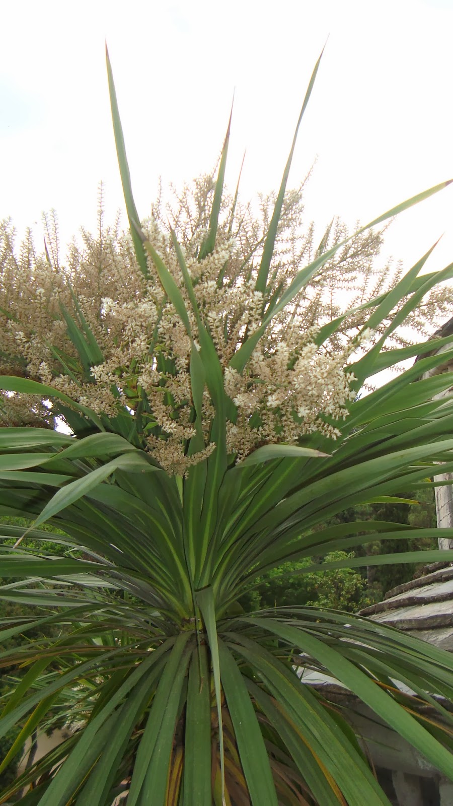 YUCA - El Jardín de Elbe