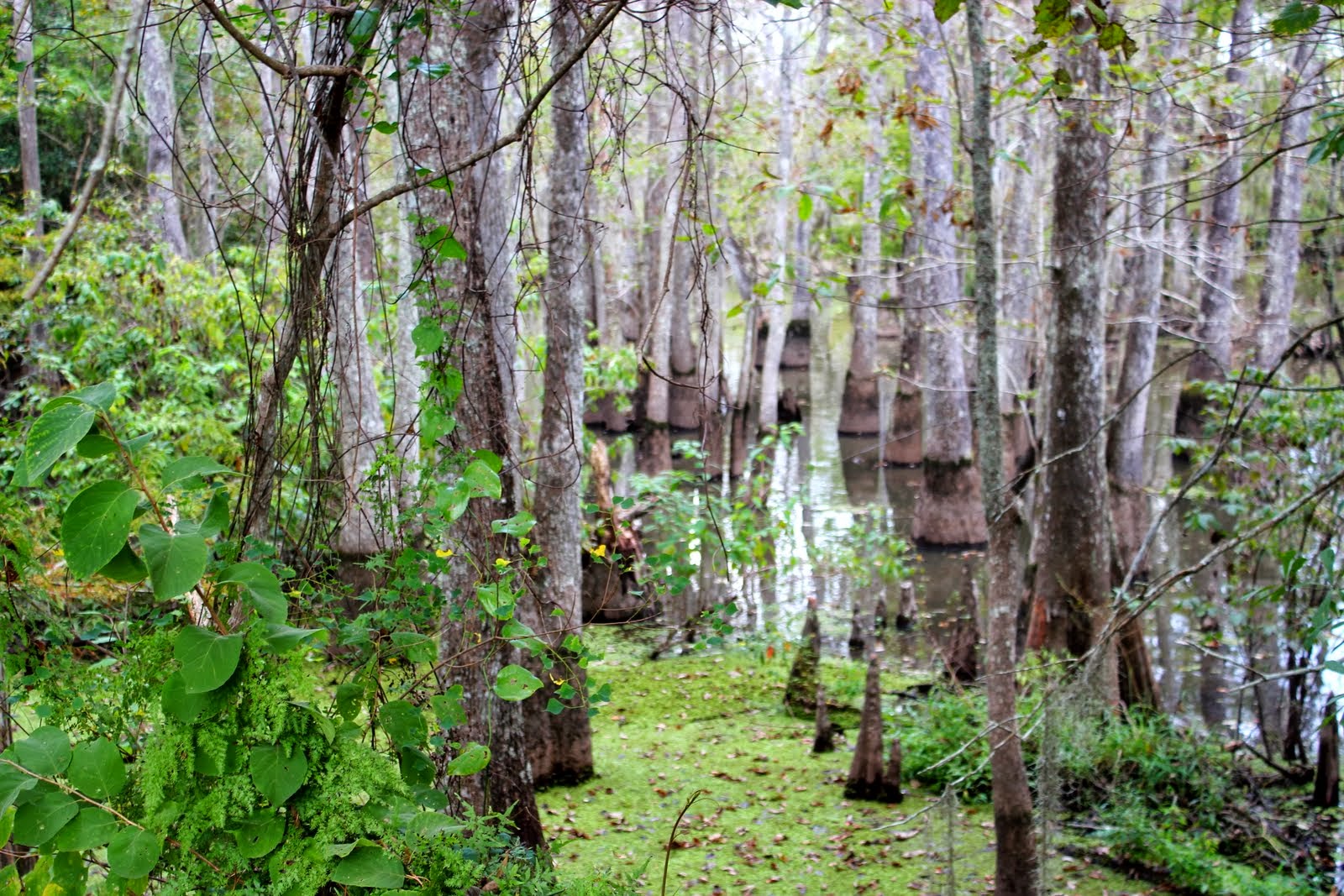 Here and There: LIFE ON THE BAYOU