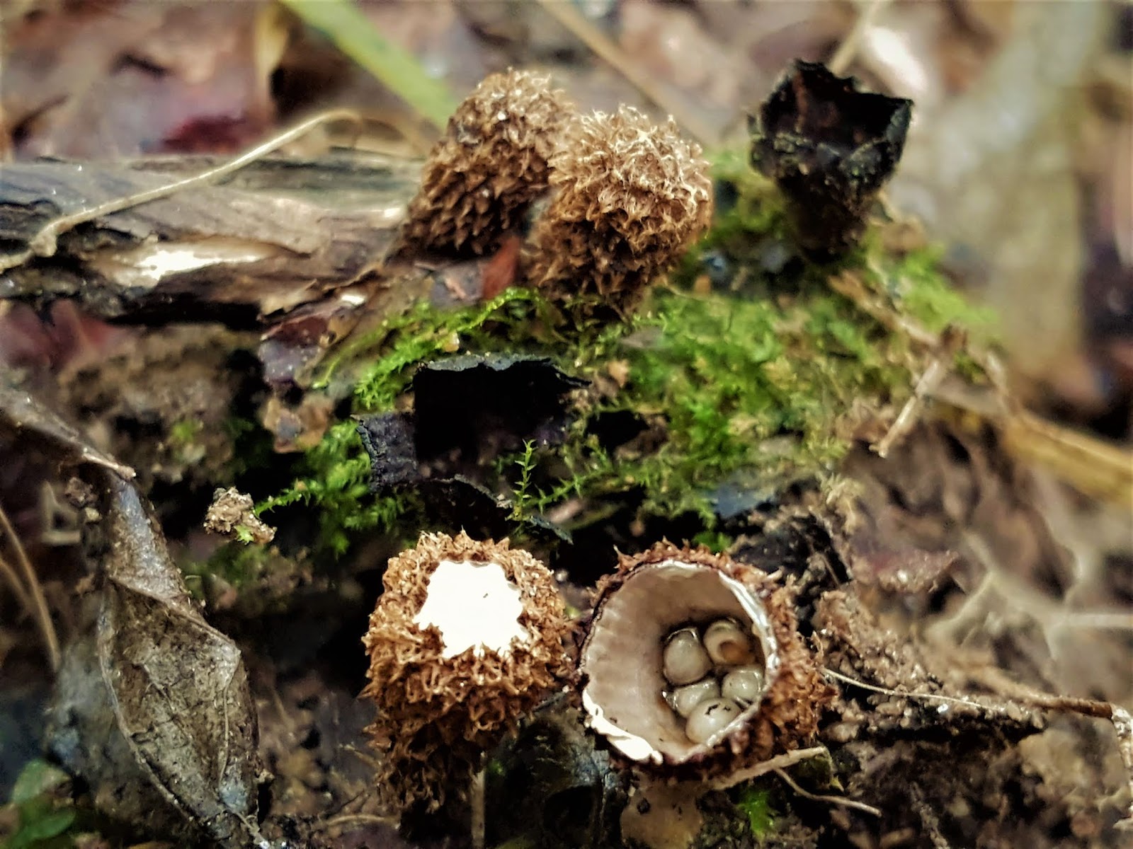 Čudesni svet gljiva na planini Kukavici: Cyathus striatus (Huds.) Willd.