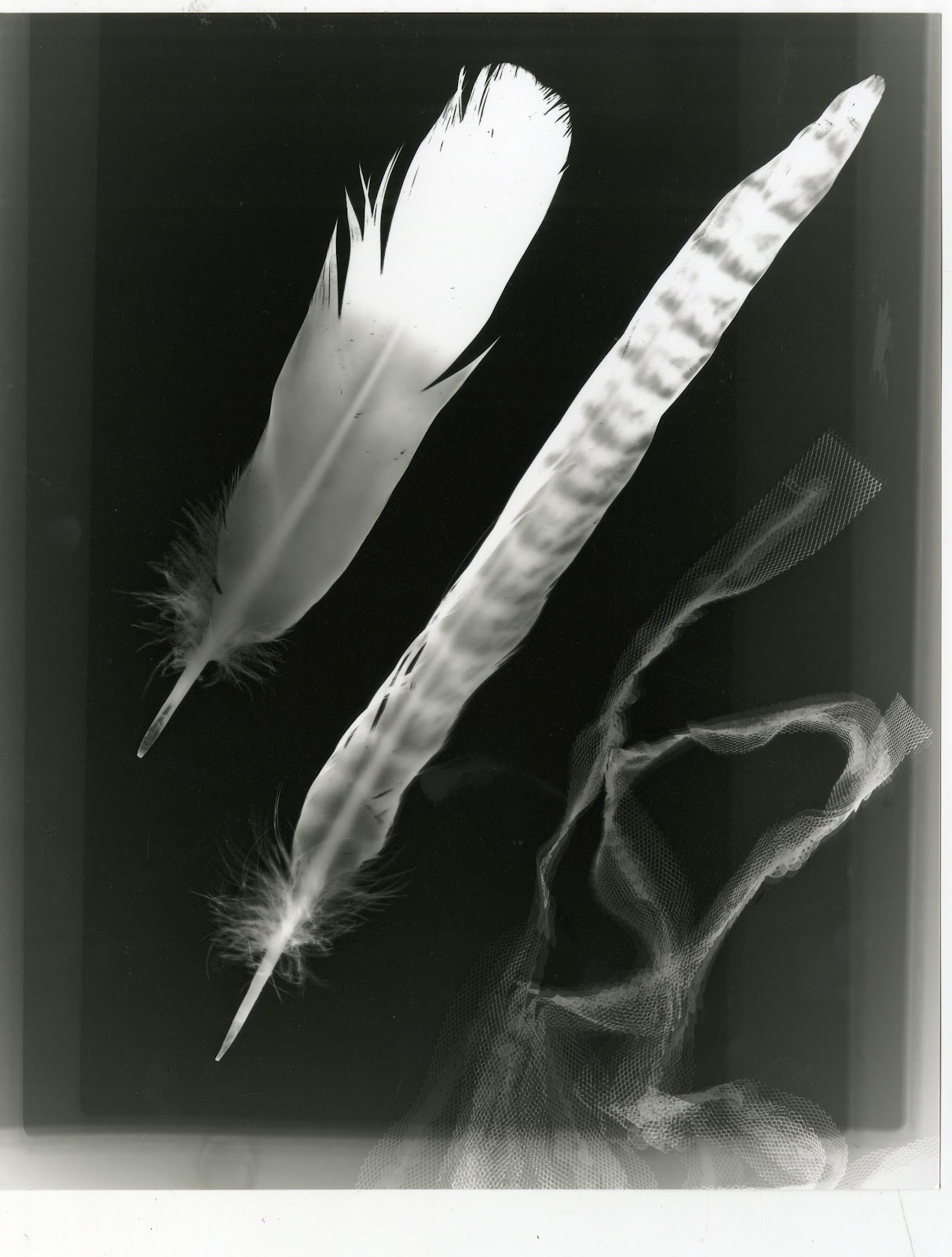 Brainmoosh: My first Photograms