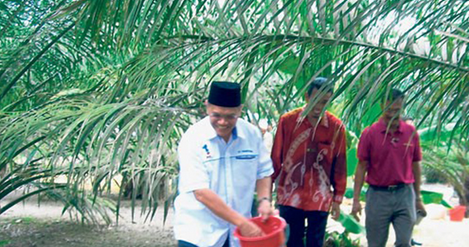 Baja Organik DIGROW: Pembajaan Kelapa Sawit