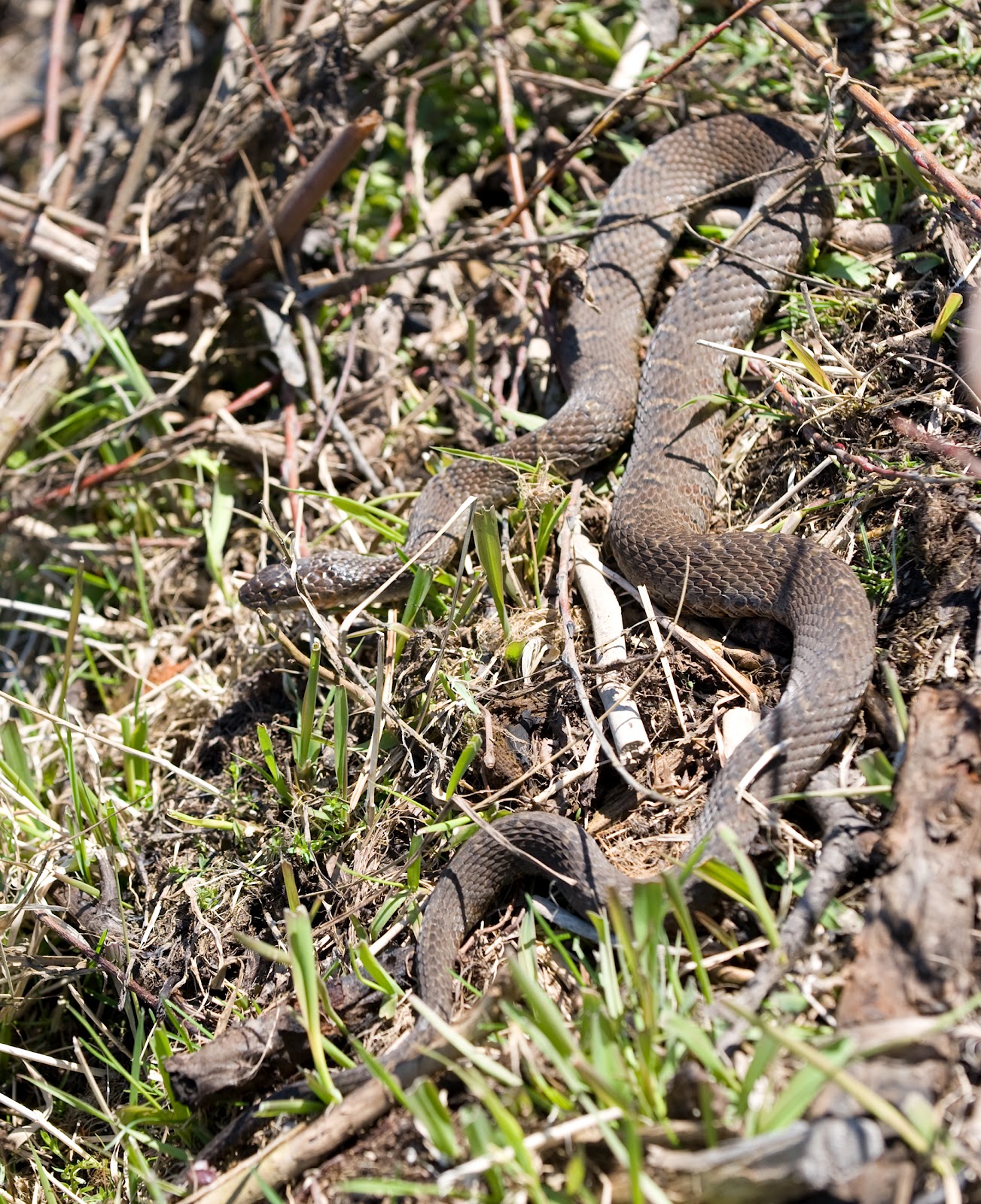 Walking the Wild Path: Watch out for Snakes