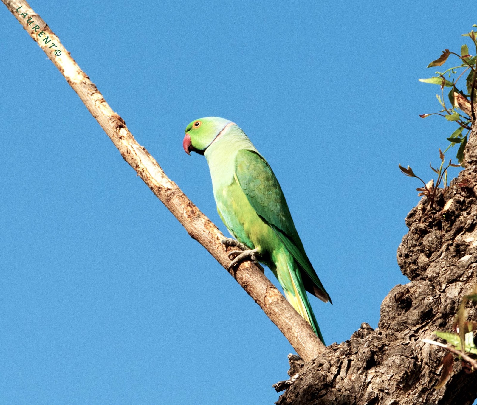Laurent Blog Photo: Perruche à collier
