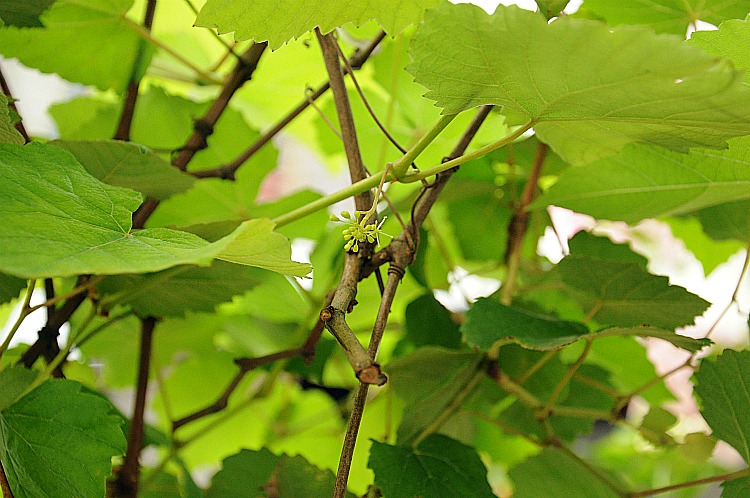 LEBIH BAIK JADI BEKAS ORANG JAHAT DARI BEKAS ORANG BAIK: BUNGA ANGGUR ...