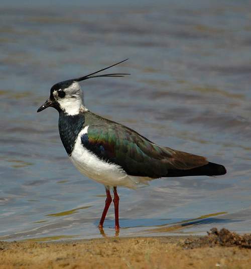 Northern lapwing images | Birds of India | Bird World