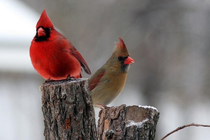 Memories to Cherish: Cardinals of Love and Signs from Above