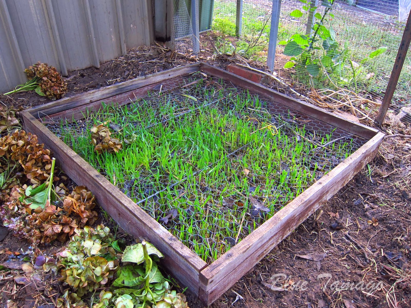 Chicken Entertainment